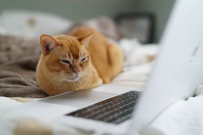 Mengapa Kucing Suka Duduk di Atas Keyboard Laptop? #AkuBacaAkuTahu - Kids
