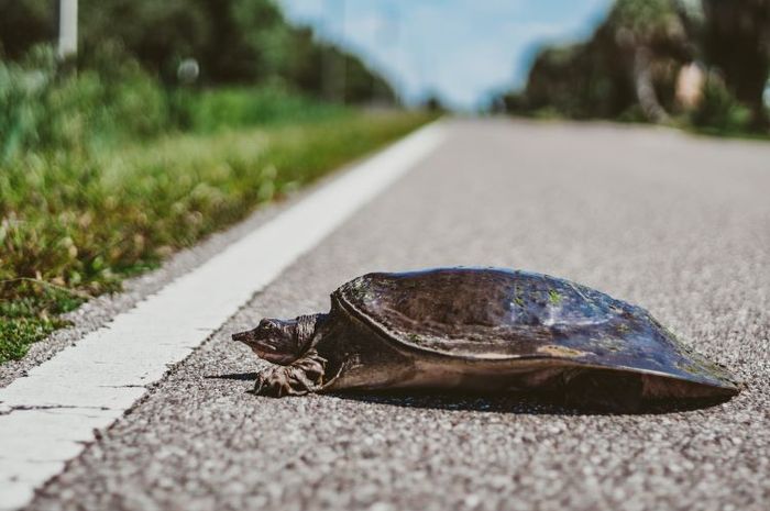 Apa Itu Hewan Labi-Labi? - Adjar