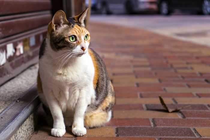 Baru Tahu! Ternyata Ini 6 Alasan Kucing Tidak Suka Air, Salah Satunya ... Baru Tahu! Ternyata Ini 6 Alasan Kucing Tidak Suka Air, Salah Satunya ...