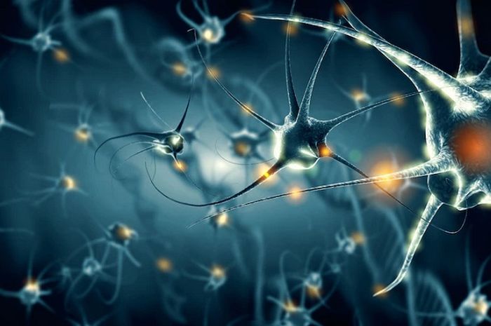 Spesialisasi Sel: Uniseluler dan Multiseluler, Materi IPA Kelas 8 SMP ...