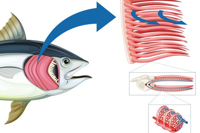Cari Jawaban Kelas 4 SD Tema 4, Apa Fungsi Insang pada Ikan? - Bobo