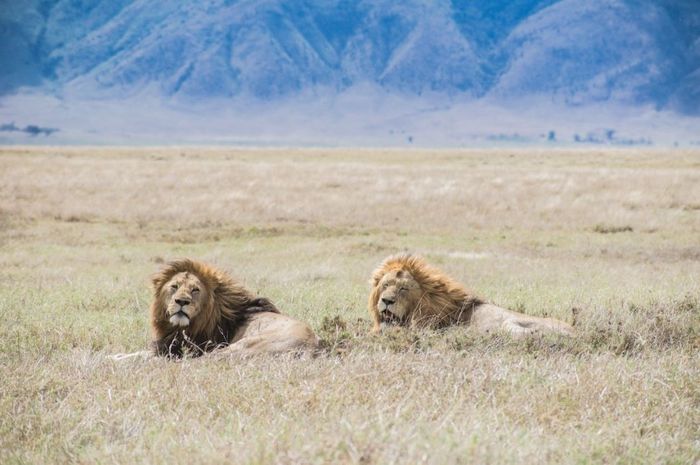 Apa yang Dimaksud dengan Interaksi Kompetisi dalam Ekosistem? - Bobo