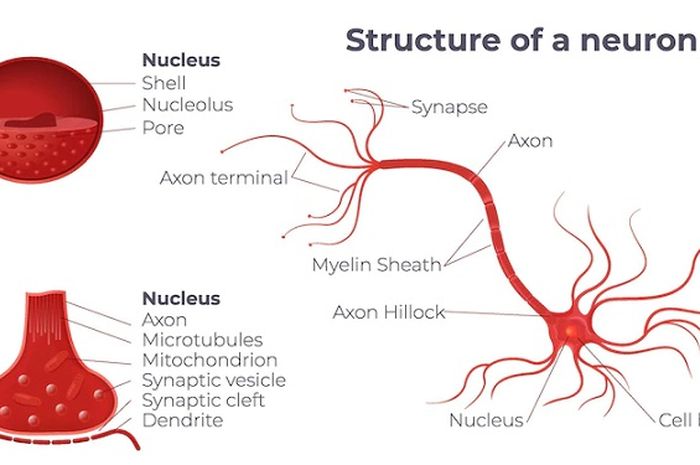 Konsep Listrik Statis: Kelistrikan pada Sel Saraf, Materi IPA Kelas 9 ...