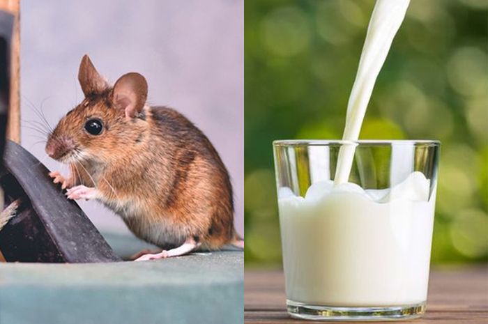 Percaya Deh Ampuh Banget, Begini Cara Buat Racun Tikus Mati Kering Cuma ...