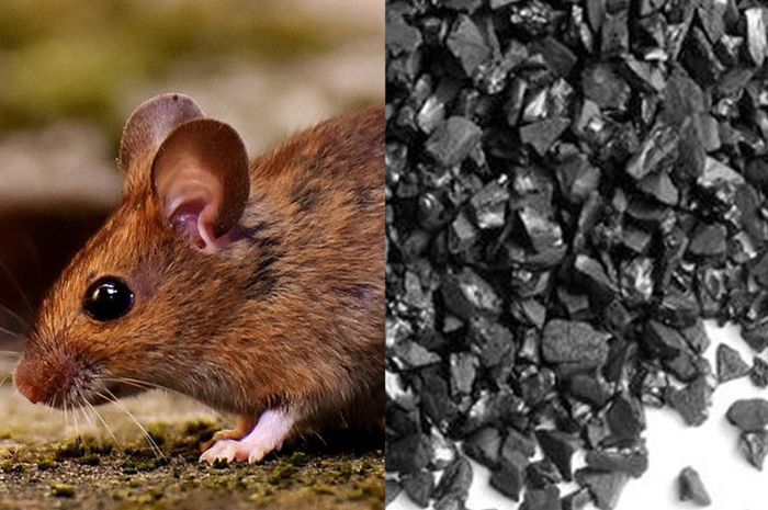 Bikin Tutup Hidung Terus, Bau Bangkai Tikus yang Menyengat Bisa Diatasi ...