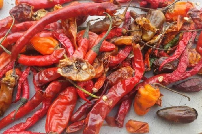 Nangis Selama ini Malah Dibuang-buang, Padahal Cabai Busuk Bisa Usir ...