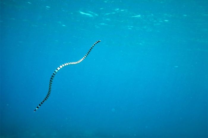 Baru Tahu, Ternyata Ular Laut Juga Bisa Minum! Bagaimana Caranya? - Bobo