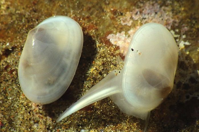 Spesies Kerang Purba Ditemukan Masih Hidup di California Selatan ...