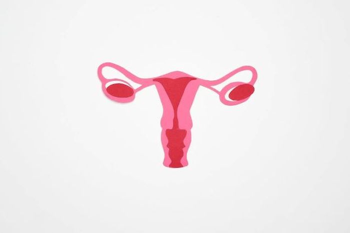 Penjelasan Bagian-bagian Saluran Reproduksi Wanita Beserta Fungsinya ...
