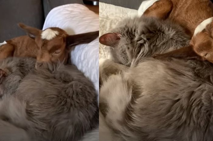 Terlalu Gemas, Kambing Ini Percaya Bahwa Dirinya adalah Kucing - Bobo