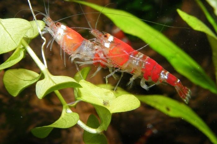 Bagaimana Cara Udang Berenang? - Adjar