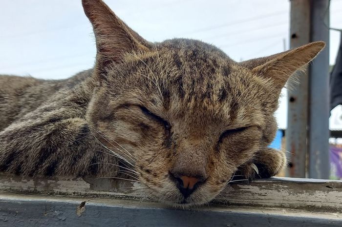Tak Perlu Panik Lagi! Inilah Penyebab dan Cara Merawat Kucing Demam ...