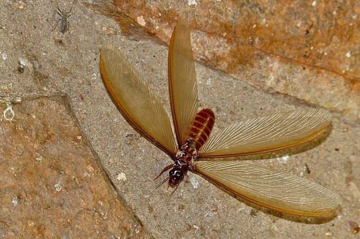 Tak Perlu Matikan Lampu, Ini 5 Cara Usir Laron di Dalam Rumah - Bobo