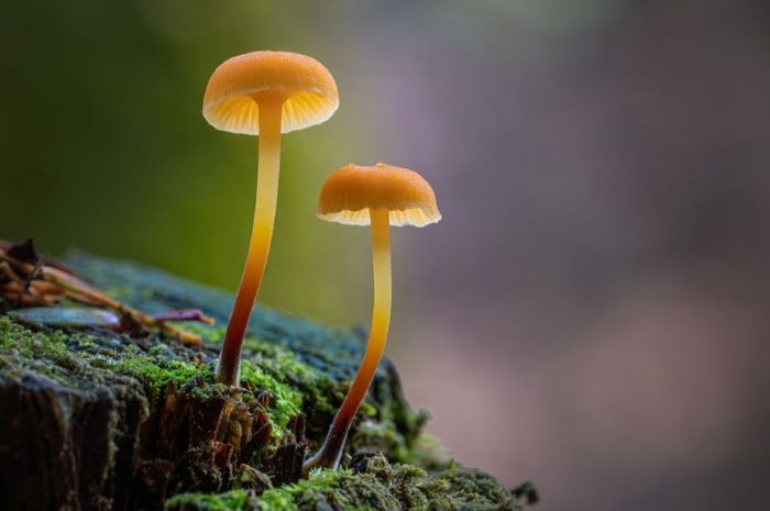 10 Jenis Organisme Kingdom Fungi Beserta Peranannya dalam Kehidupan - Bobo