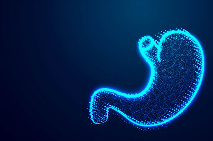 5 Fungsi Lambung Sebagai Organ dalam Sistem Pencernaan Manusia - Semua ...