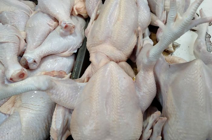 Cara Menyimpan Ayam Tanpa Kulkas - Perumperindo.co.id Cara Menyimpan Ayam Tanpa Kulkas - Perumperindo.co.id