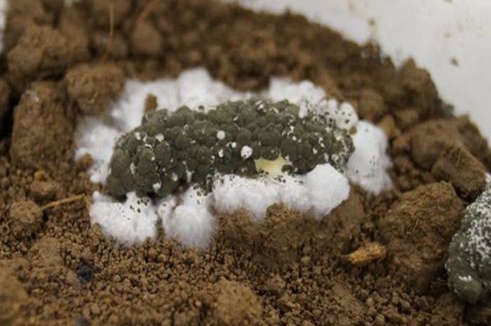 Singkap Cara Jamur Ini Menghilangkan Racun Merkuri dari Tanah dan Air ...