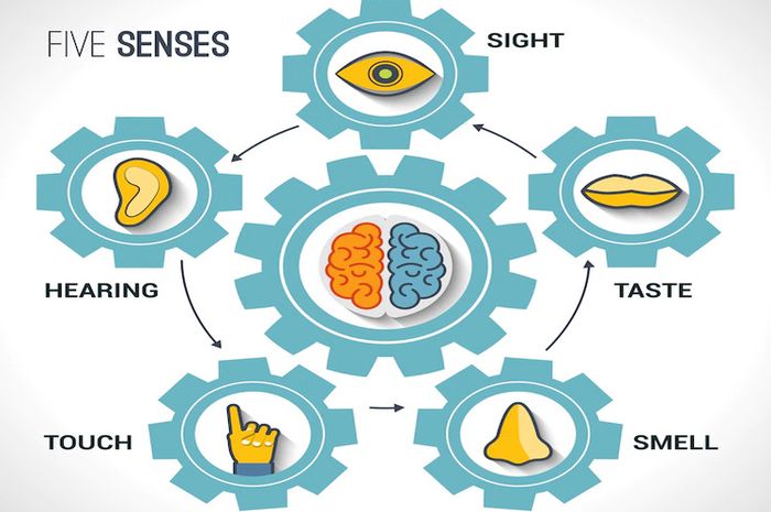 5 Panca Indra Manusia dan Fungsinya, Apa Saja? - Bobo