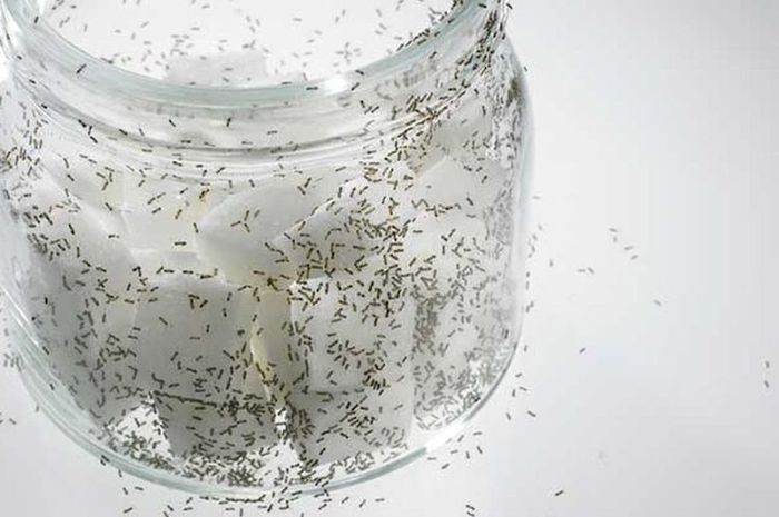 Cara Mengusir Semut di Dalam Toples Gula, Cukup Tambahkan Sejumput ...