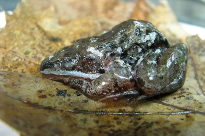 Dunia Hewan: Katak Ini Membeku di Musim Dingin, Taktik Bertahan Hidup ...