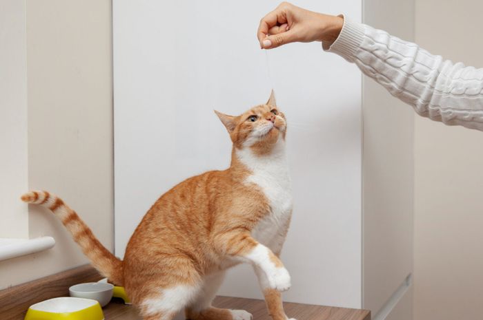 Kulit Jeruk hingga Pappermint, Ini 5 Bahan Alami Cegah Kucing Pipis ...