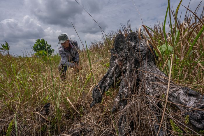 58,2% Penggundulan Hutan Tropis oleh Pertambangan Terjadi di Indonesia ...