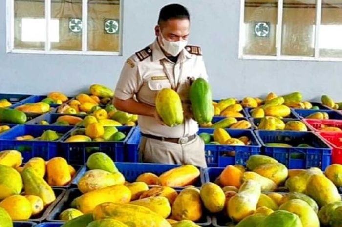 Akhirnya Tahu Juga, Begini Tips Memilih Buah Pepaya yang Matang dan ...