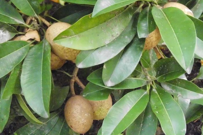 Cuma 10 Menit Rebus Daun Sawo Lalu Minum Airnya Setiap Hari, Ibu Rumah ...