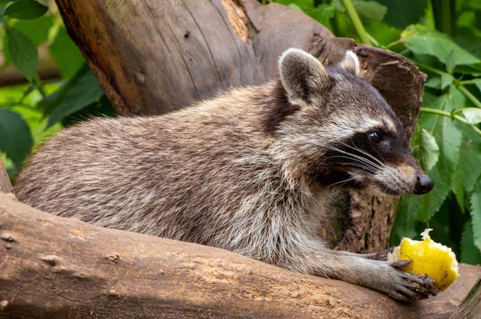 Benarkah Rakun Mencuci Makanannya Sebelum Dikonsumsi? Ini Faktanya - Bobo