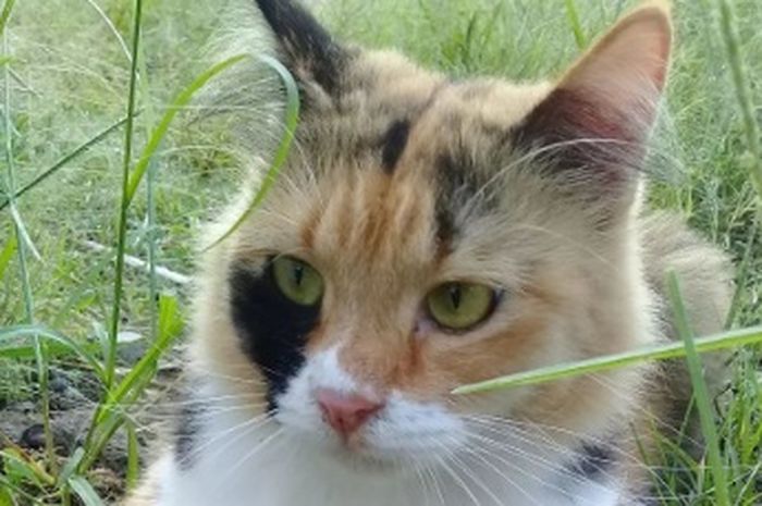 Telinga Anabul Berair Jangan Disepelekan, Cari Tahu Penyebab dan Cara ...