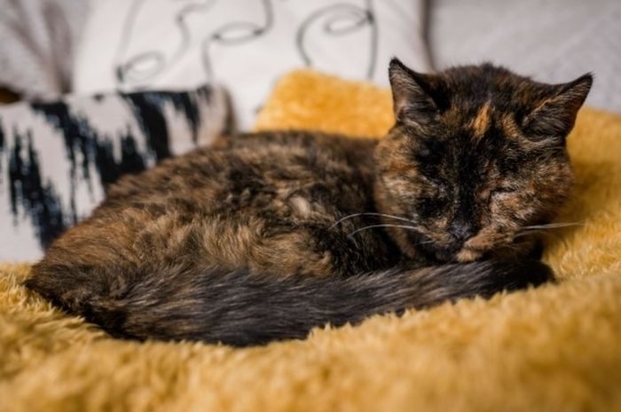 Jadi Kucing Tertua di Dunia, Ini Kisah Flossie Kucing yang Umurnya ...