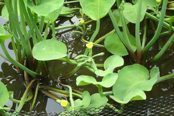 Manfaat Daun Genjer yang Jarang Orang Tahu, Salah Satunya Bisa ...