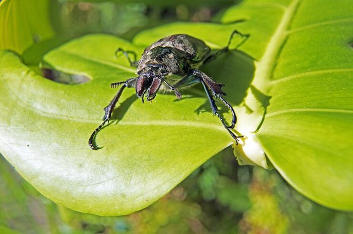 5 Bagian Tubuh Serangga dan Fungsinya untuk Mempertahankan Hidupnya - Kids