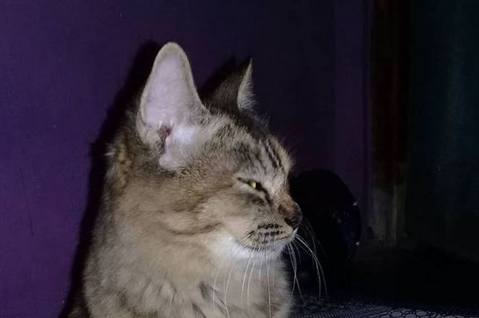 Harus Waspada! Begini Gejala Pyometra Pada Kucing dan Cara ...