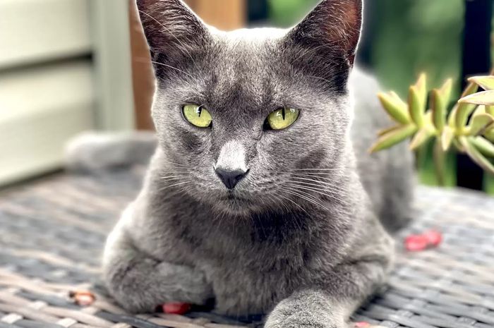 Gemas, Kucing Ini Menemukan Tupai Kedinginan di Luar Rumah dan ...