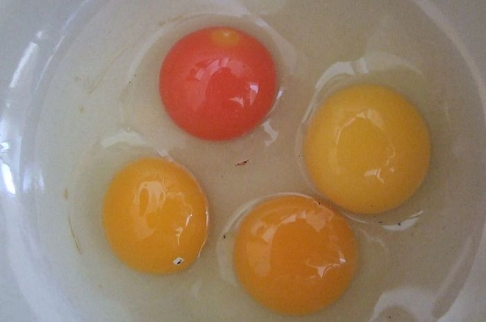 Penyebab Warna Kuning Telur Bisa Berbeda-beda, Mana yang Lebih Sehat ... Penyebab Warna Kuning Telur Bisa Berbeda-beda, Mana yang Lebih Sehat ...