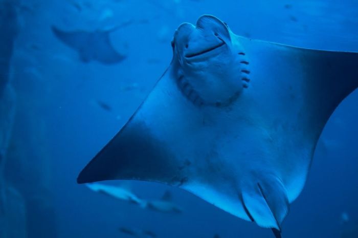 Fakta Kecerdasan Ikan Pari Manta, Pari Terbesar di Dunia - Bobo