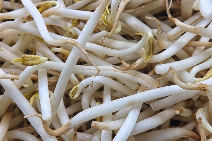 Antigagal, 3 Cara Menyimpan Taoge Supaya Tidak Cepat Busuk, Bisa Awet ...