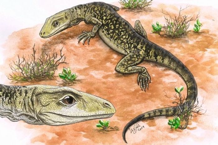 Dunia Hewan: Temuan Fosil Ini Mengubah Sejarah Asal-usul Kadal Modern ...