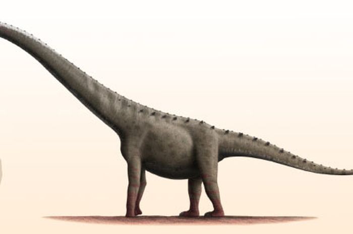 Caieiria allocaudata, Spesies Baru Dinosaurus Titan dari Brasilia ...
