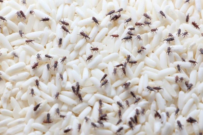 Cara Mengusir Kutu yang Ada di Beras, Cukup Masukkan Bubuk Ini dan ...