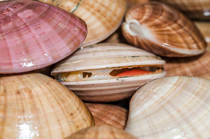 4 Tips Mudah Menghilangkan Pasir pada Kerang Sebelum Dimasak, Bersih ...