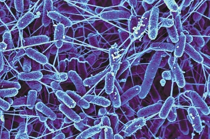 Mikrob Penambang dapat Membantu Manusia Menjajah Bulan dan Planet Mars ...