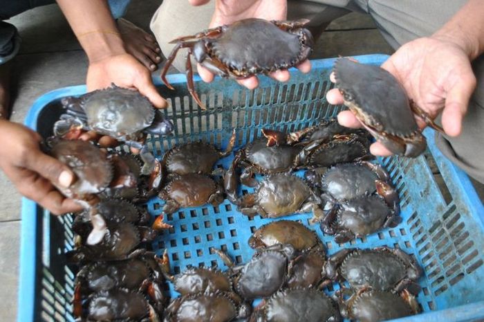 Cara Memilih Kepiting Segar yang Banyak Telurnya, Cukup Lihat Bagian ...