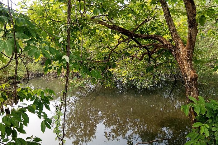 Suaka Margasatwa Muara Angke: Zona Penyangga Jakarta yang Harus Dijaga - National Geographic