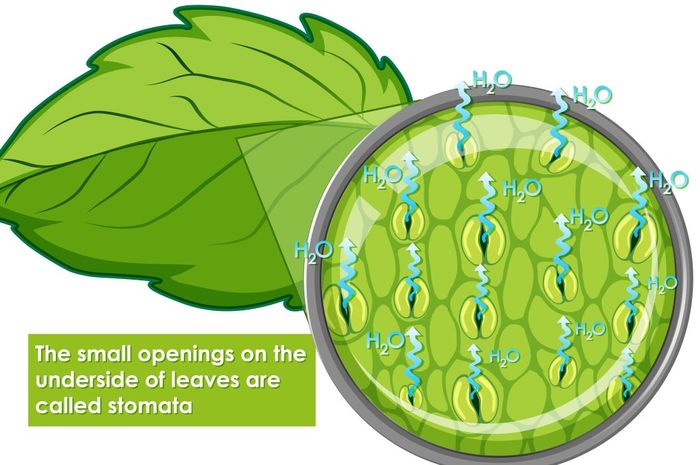 5 Fungsi Stomata pada Daun bagi Proses Fotosintesis, Apa Saja? - Bobo