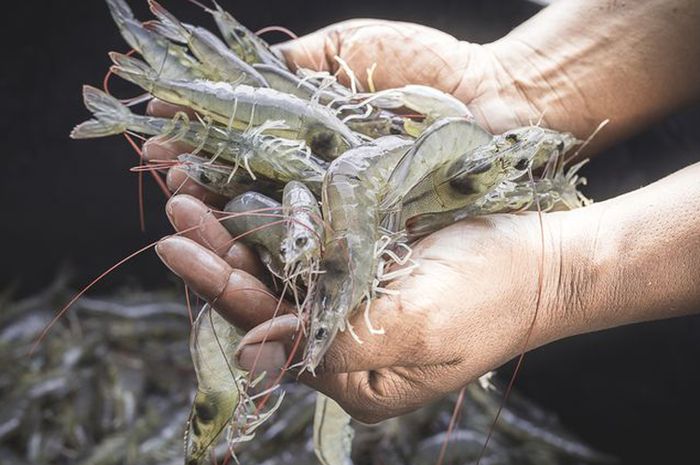 Tips Memilih Udang yang Segar di Pasar Bisa Mengandalkan 4 Cara Mudah ...