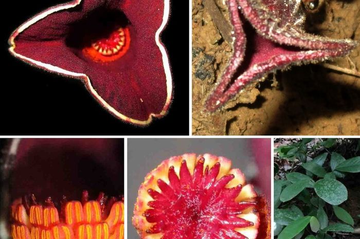 Thottea beungongtanoeh, Spesies Baru Tanaman Berbunga dari Aceh ...