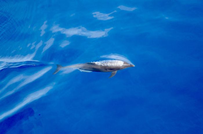 Dunia Hewan: Sub Spesies Baru Lumba-lumba Hidung Botol Diidentifikasi ...