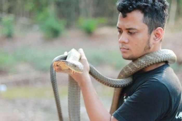 Jari Panji Petualang Menghitam dan Bernanah Pasca Digigit King Kobra, Sang YouTubers Sampai ...